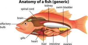 Fish Senses and How Fish Use Them to Survive - Outdoors Being
